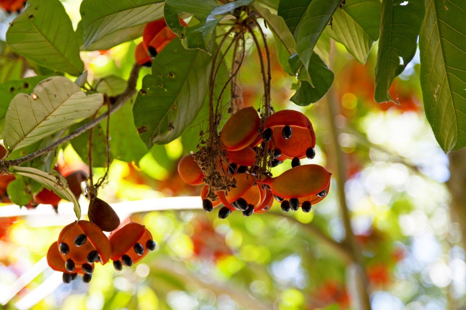 Karaya : Propriétés, Bienfaits et Applications en Phytothérapie ...