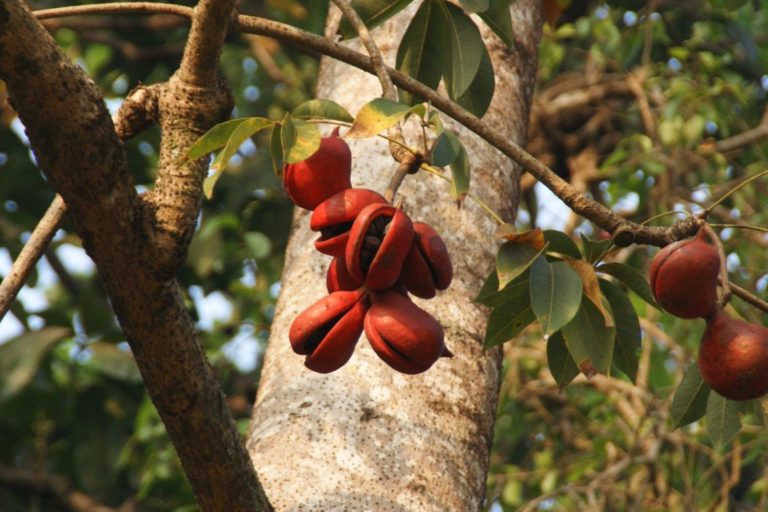 Karaya : Propriétés, Bienfaits et Applications en Phytothérapie ...