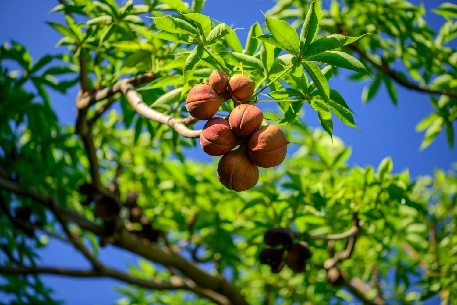 Karaya : Propriétés, Bienfaits et Applications en Phytothérapie ...