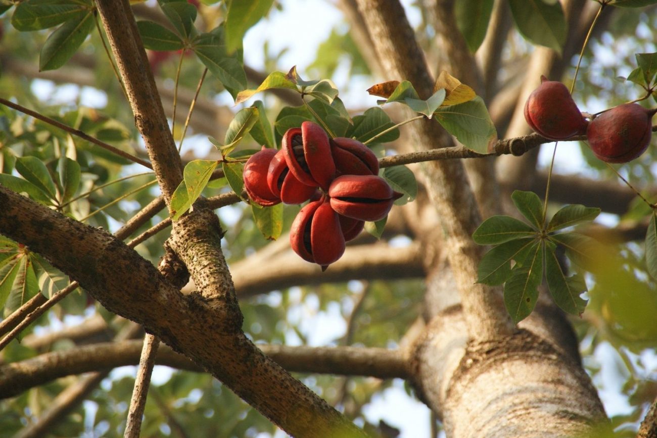 Karaya : Propriétés, Bienfaits et Applications en Phytothérapie ...