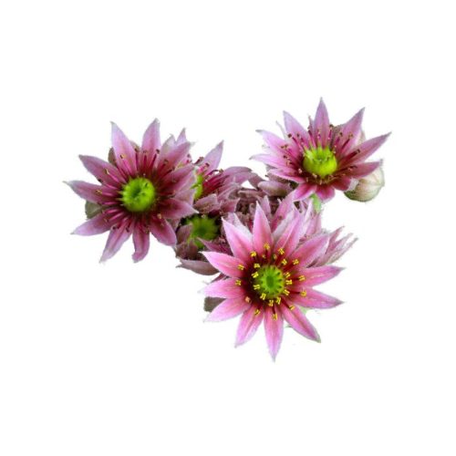 Lithothamne : Propriétés, Bienfaits et Applications en Phytothérapie ...