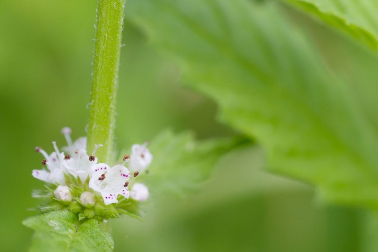 Lycope : Propriétés, Bienfaits et Applications en Phytothérapie ...
