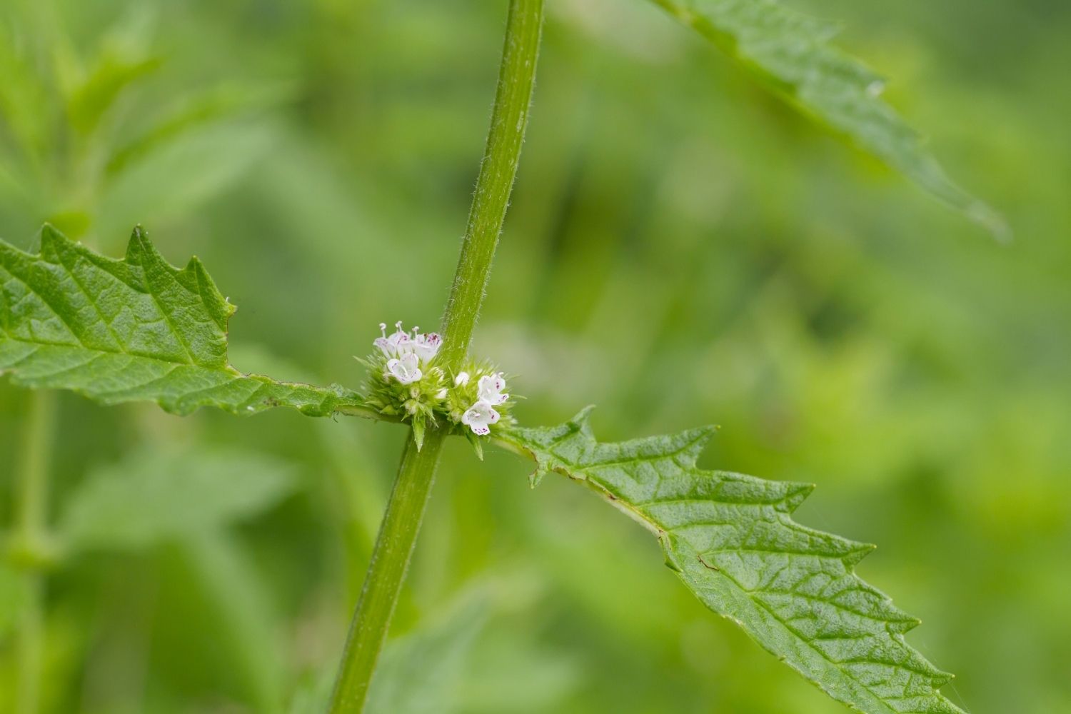 Lycope : Propriétés, Bienfaits et Applications en Phytothérapie ...