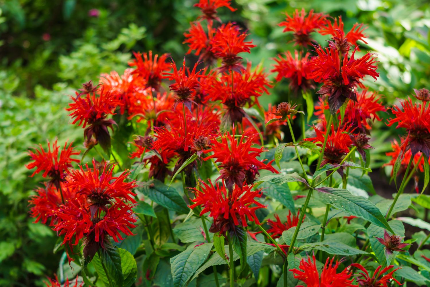 Huile essentielle de monarde - Utilisations et Bienfaits - France Minéraux