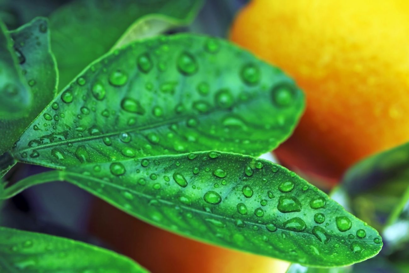 Pao pereira : Propriétés, Bienfaits et Applications en Phytothérapie ...