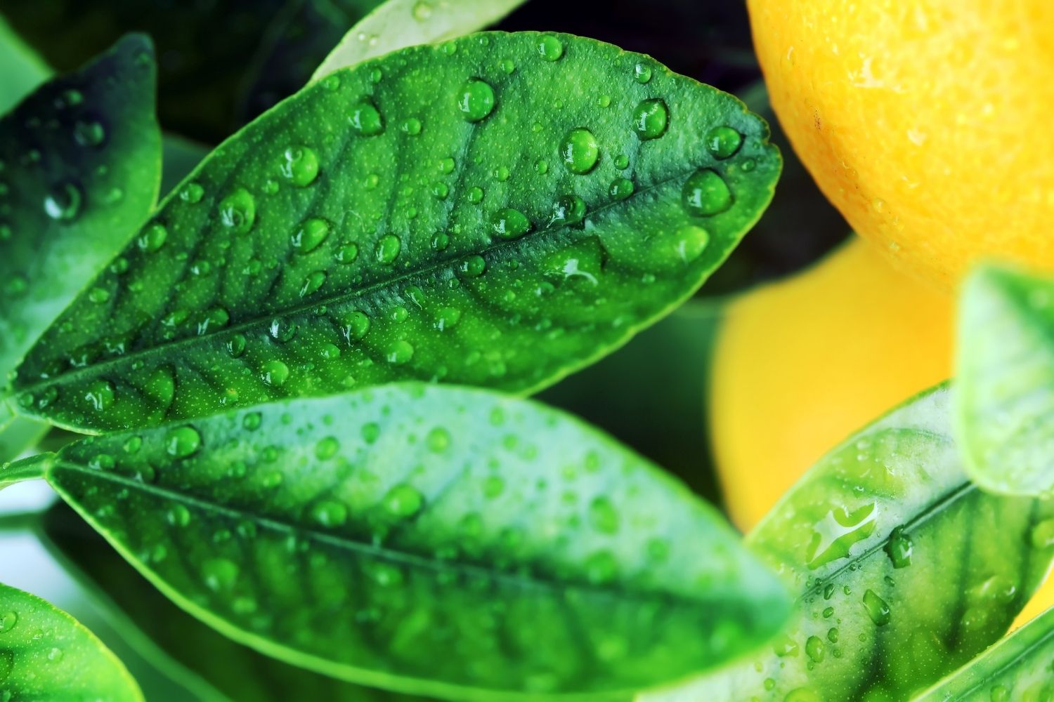 Pao pereira : Propriétés, Bienfaits et Applications en Phytothérapie ...