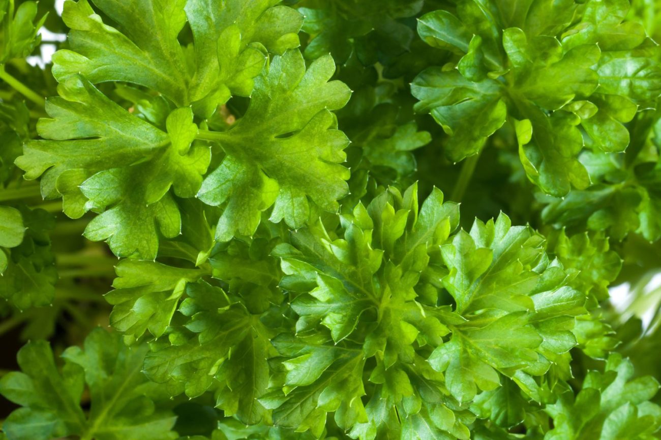 Huile essentielle de persil - Utilisations et Bienfaits - France Minéraux