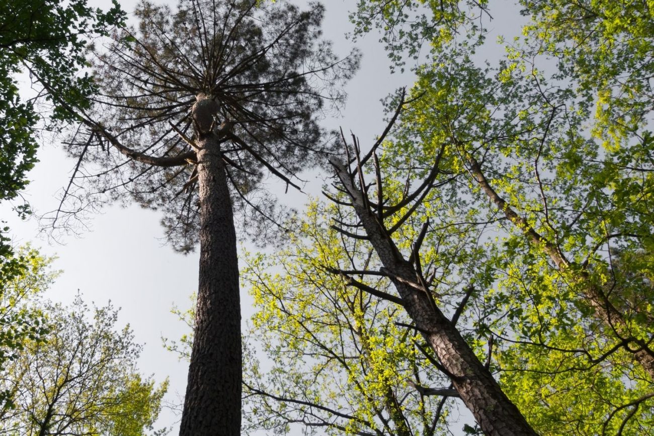 Pin maritime : Propriétés, Bienfaits et Applications en Phytothérapie ...