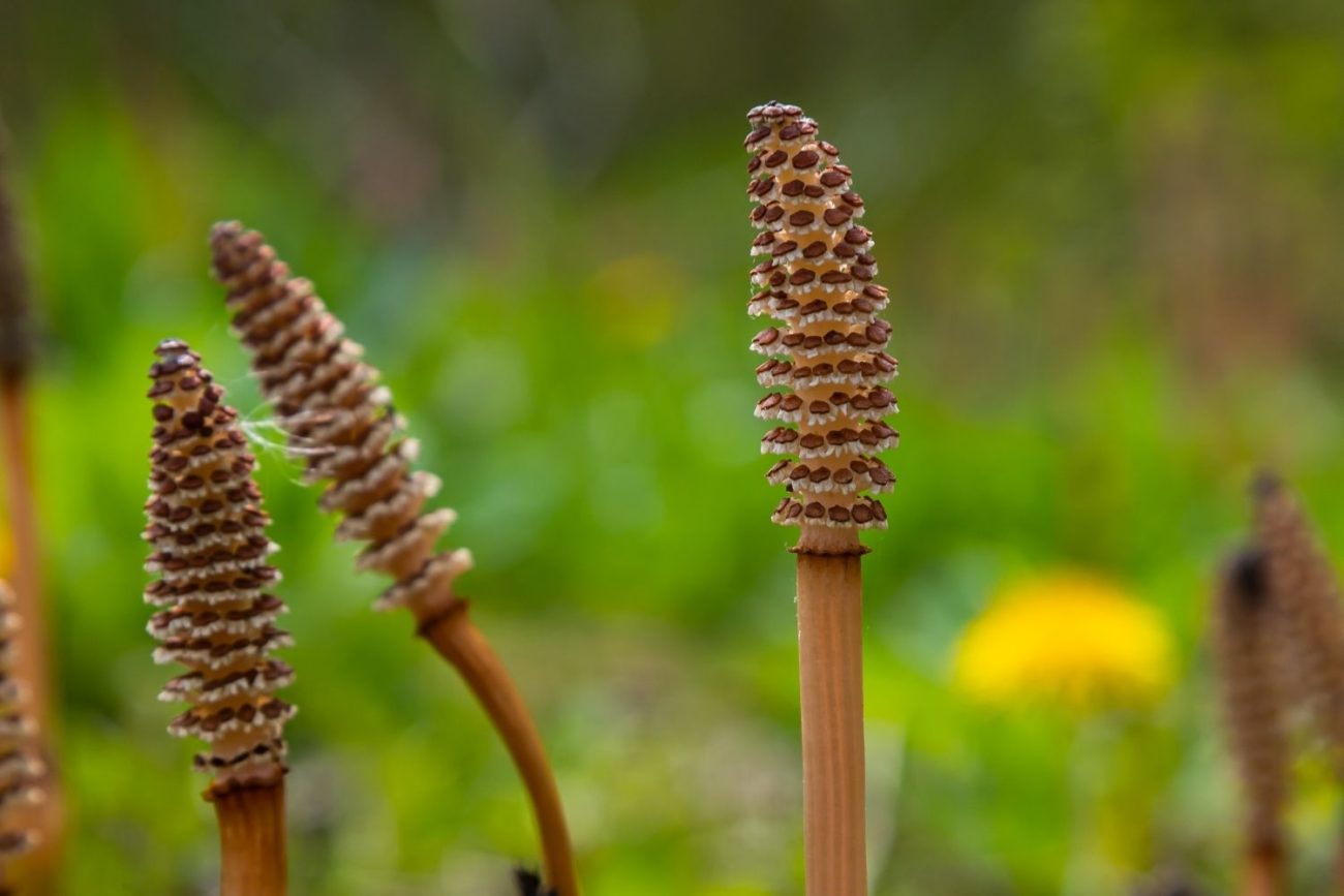 Prêle : Propriétés, Bienfaits et Applications en Phytothérapie - France ...