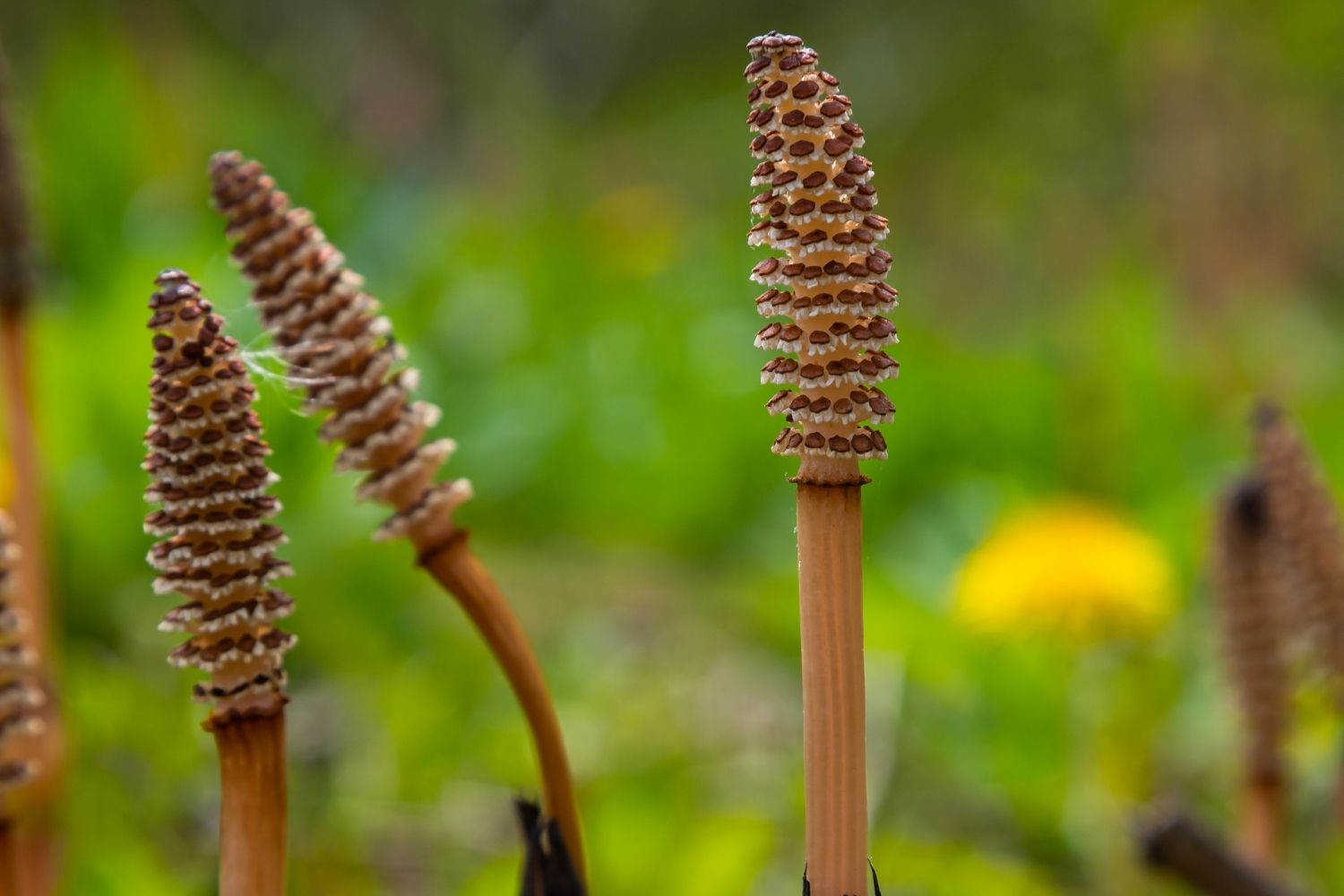 Prêle des champs : Propriétés, Bienfaits et Applications en ...