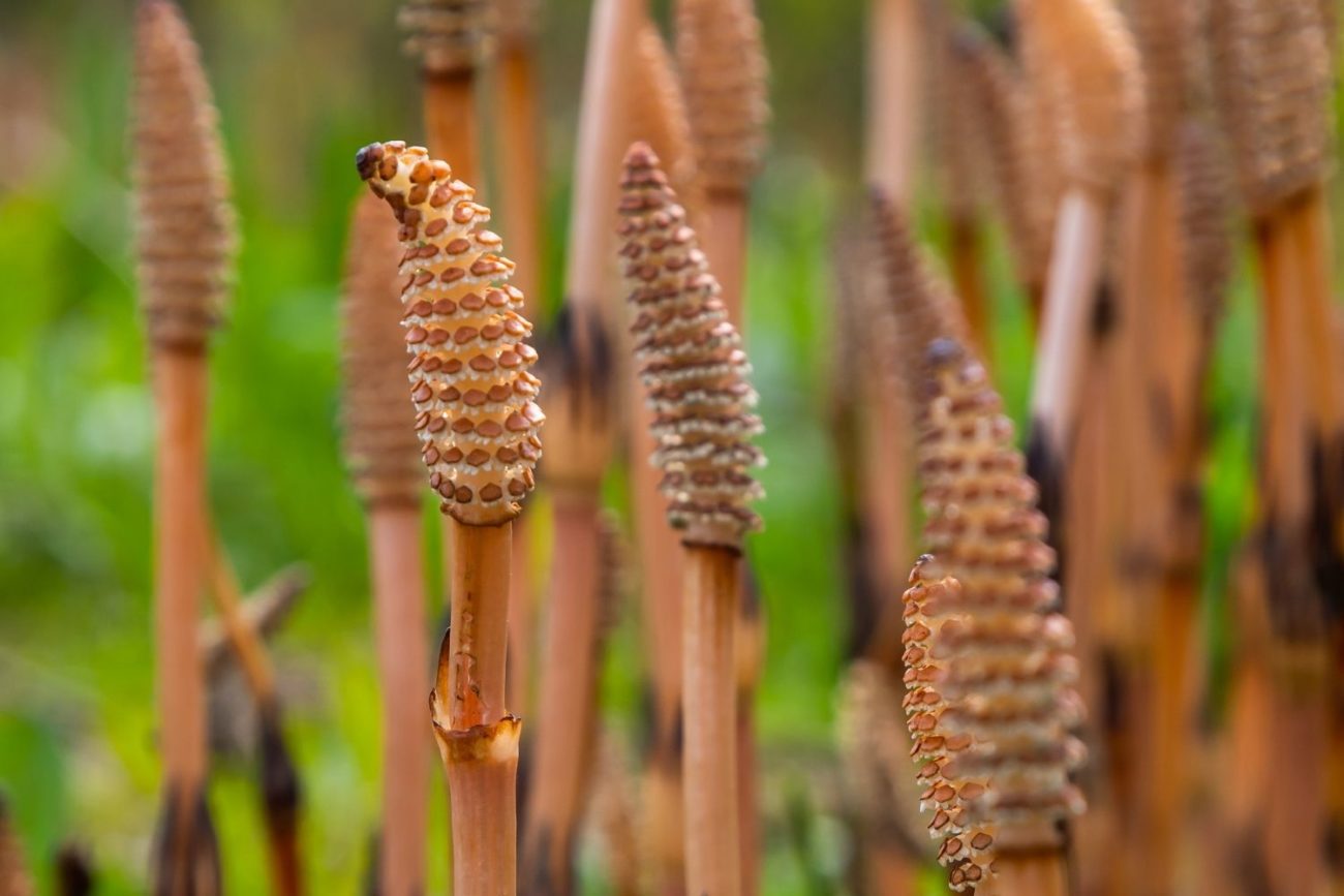 Prêle : Propriétés, Bienfaits et Applications en Phytothérapie - France ...