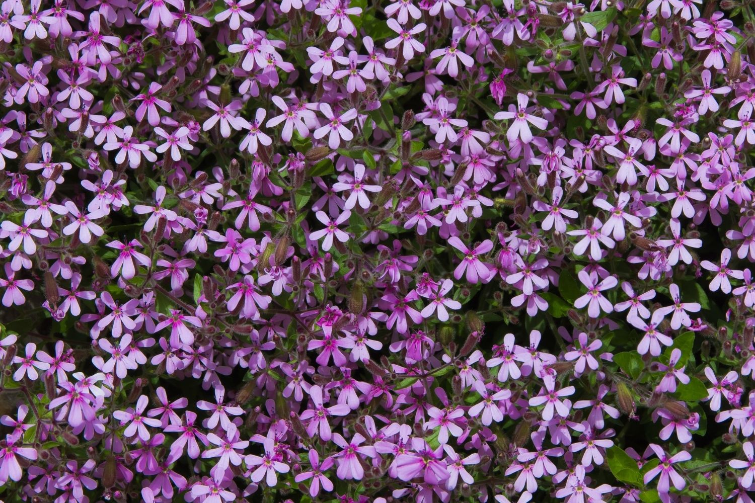 Quillaya : Propriétés, Bienfaits et Applications en Phytothérapie ...