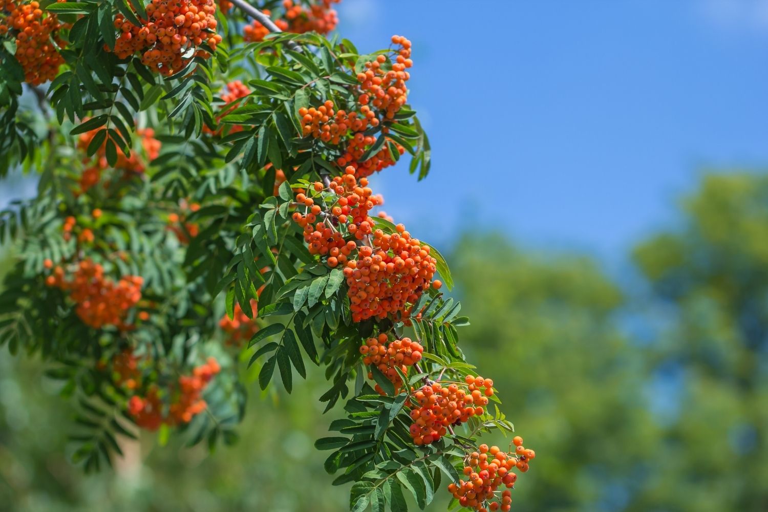 Macérat de bourgeon de sorbier - Bienfaits en gemmothérapie - France ...