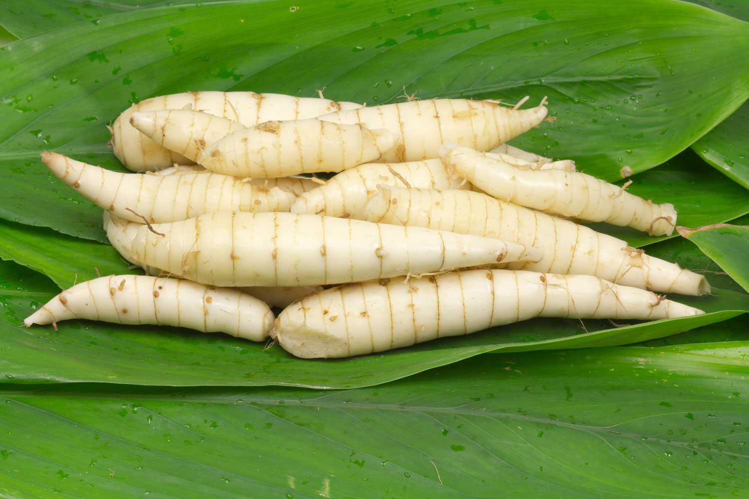 Arrow-Root - Guide des Aliments de A à Z - France Minéraux