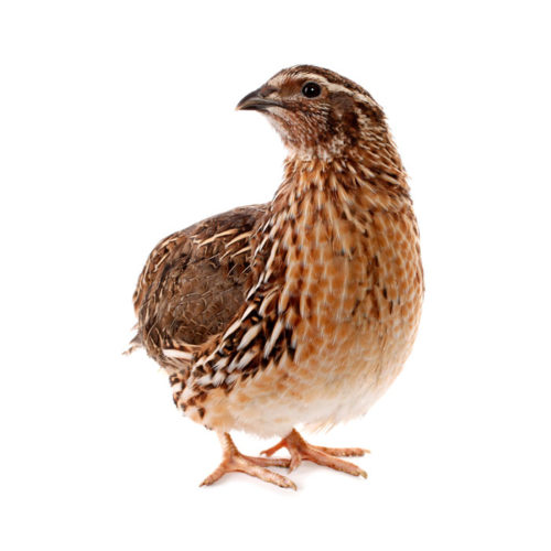 Caille - Guide des Aliments de A à Z - France Minéraux