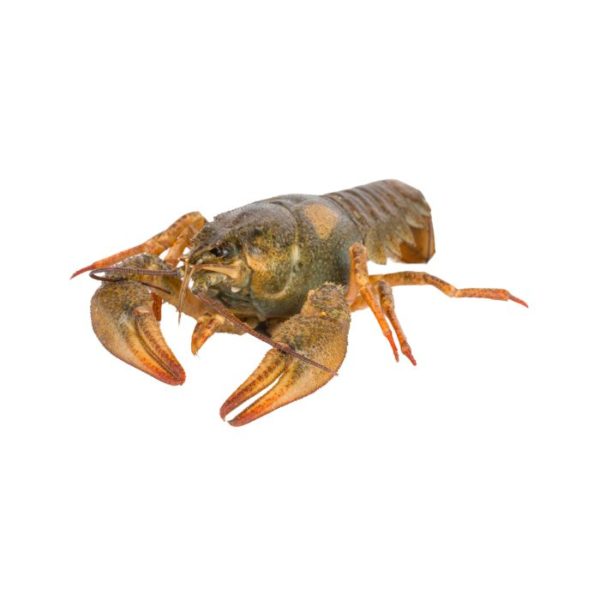 Ecrevisse - Guide des Aliments de A à Z - France Minéraux