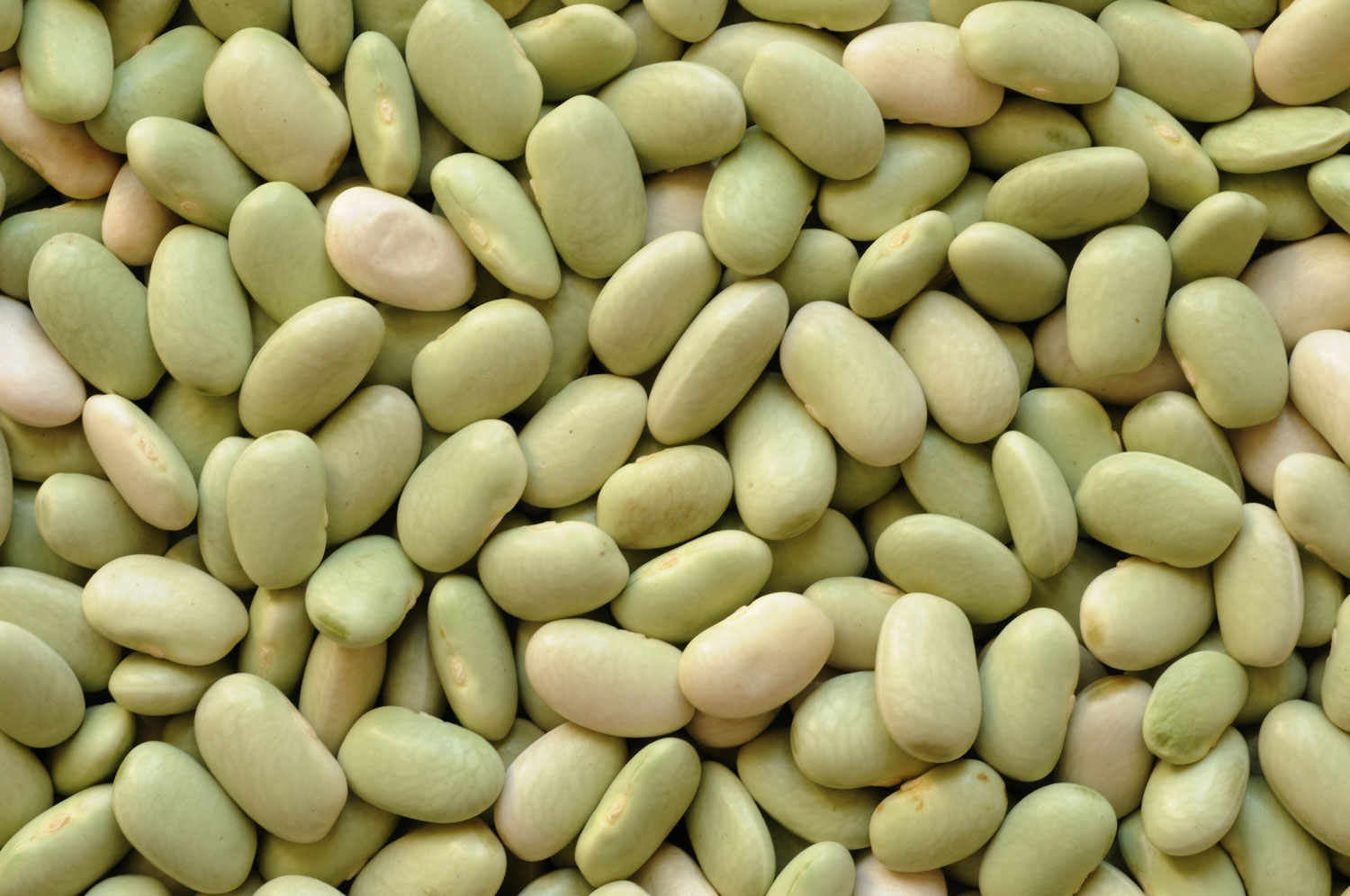 Flageolet - Guide des Aliments de A à Z - France Minéraux