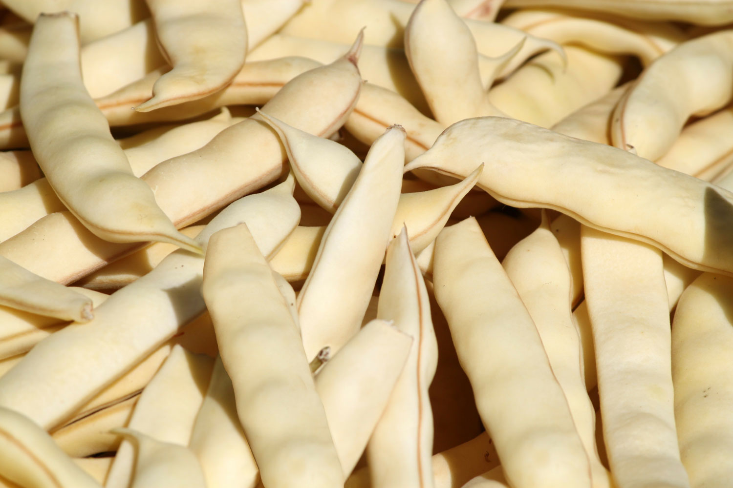 Haricot Coco - Guide des Aliments de A à Z - France Minéraux