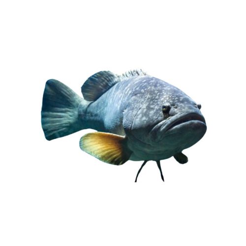 Le mérou - Guide des Aliments de A à Z - France Minéraux