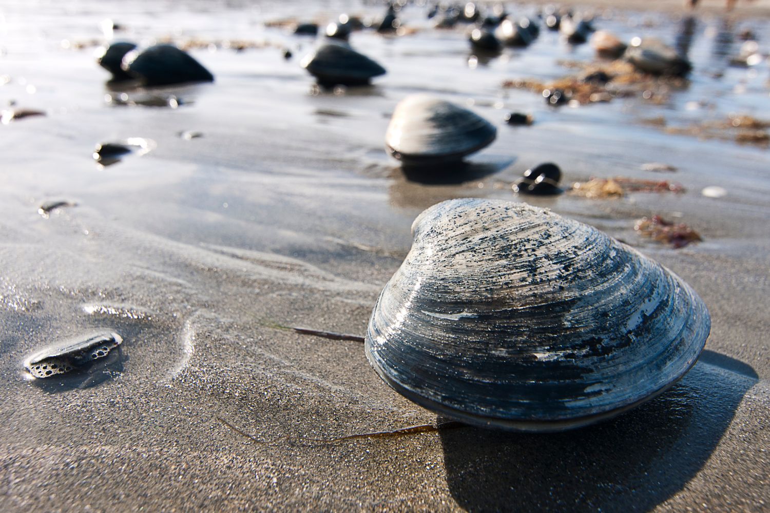 Palourde - Guide des Aliments de A à Z - France Minéraux