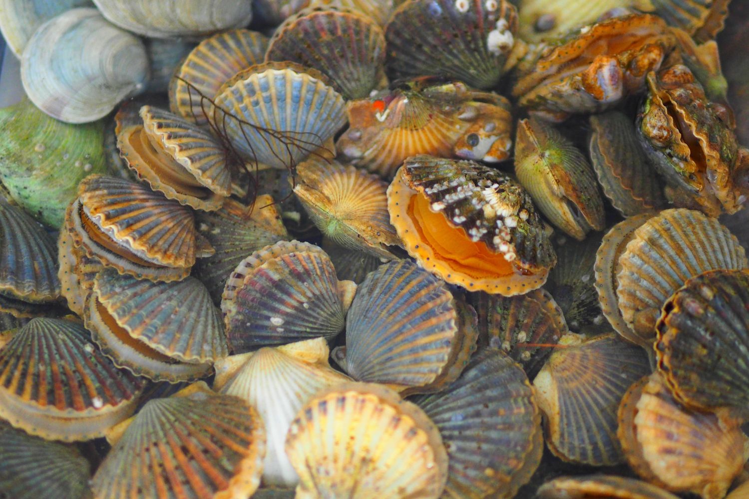 Pétoncle - Guide des Aliments de A à Z - France Minéraux