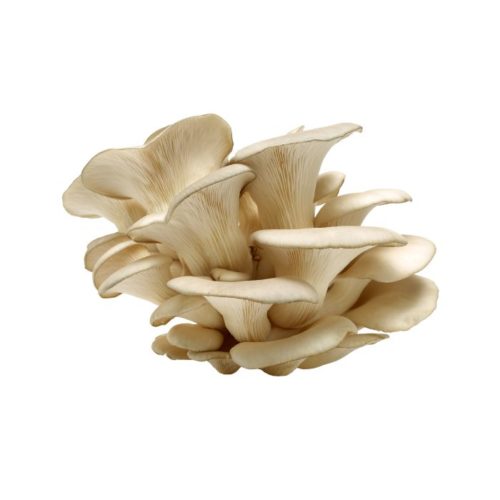 Le pleurote - Guide des Aliments de A à Z - France Minéraux