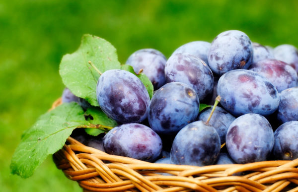 Quetsche - Guide des Aliments de A à Z - France Minéraux