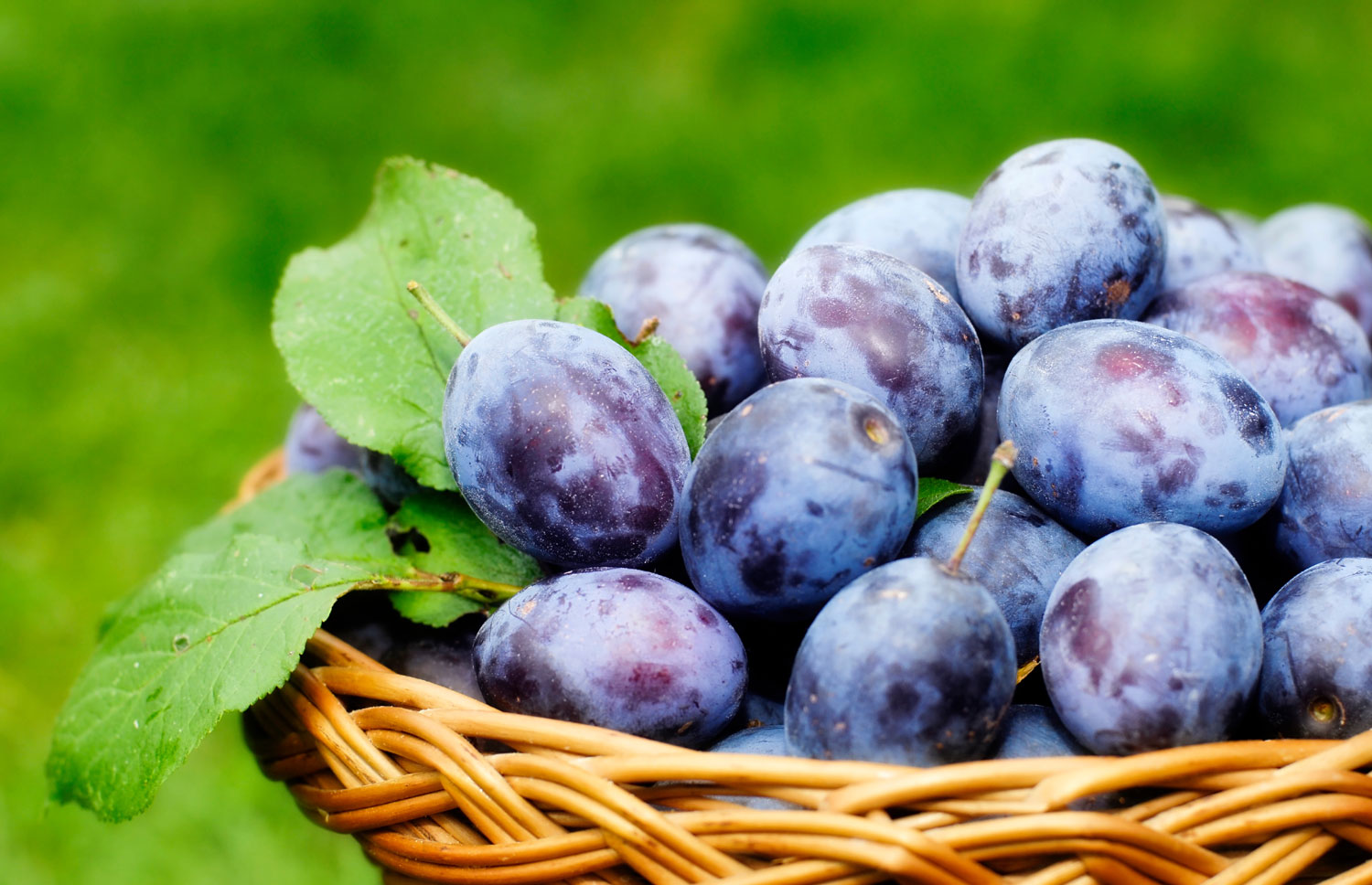 Quetsche - Guide des Aliments de A à Z - France Minéraux