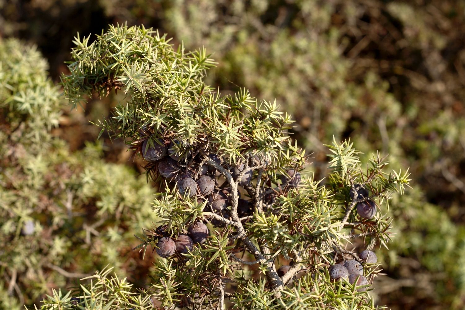 Huile essentielle de cade - Utilisations et Bienfaits - France Minéraux
