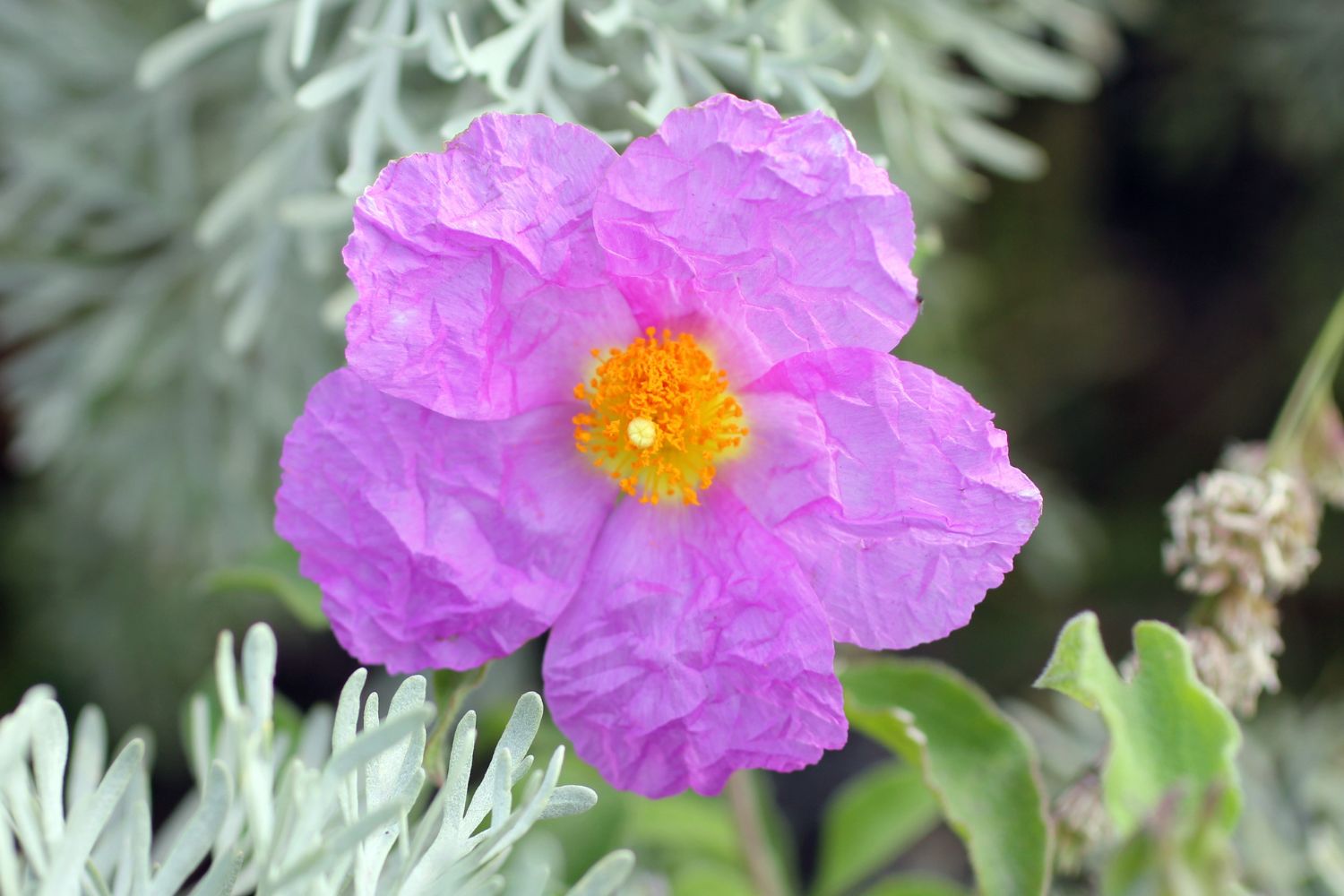 Huile essentielle de ciste - Utilisations et Bienfaits - France Minéraux