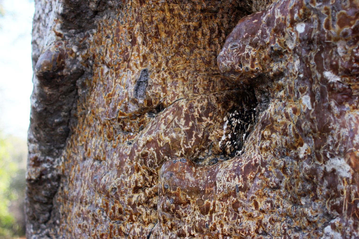 Huile essentielle de katafray - Utilisations et Bienfaits - France Minéraux