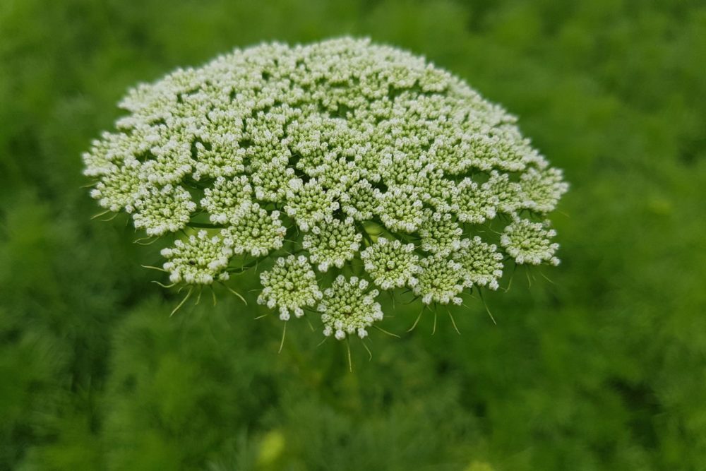 Huile essentielle de khella - Utilisations et Bienfaits - France Minéraux