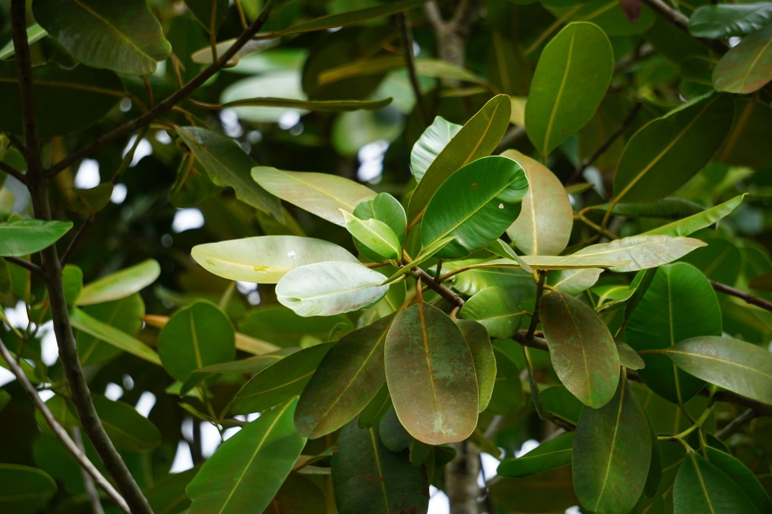Huile végétale de calophylle - Utilisations et Bienfaits - France Minéraux