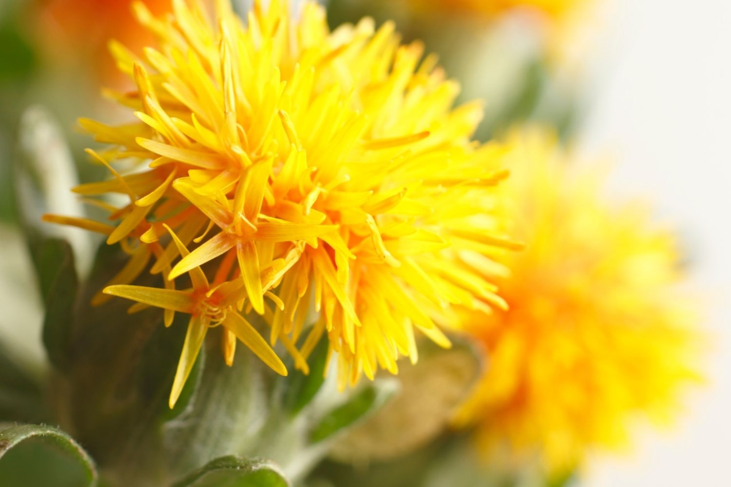 Huile végétale de carthame - Utilisations et Bienfaits - France Minéraux