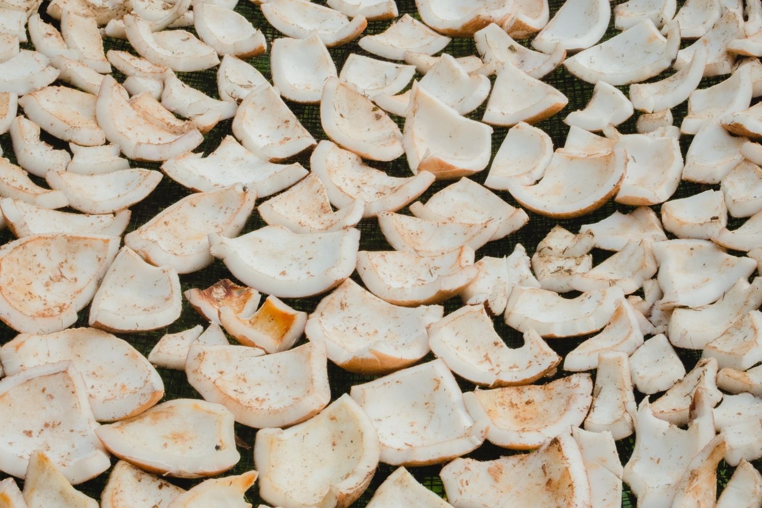 Huile végétale de coprah - Utilisations et Bienfaits - France Minéraux