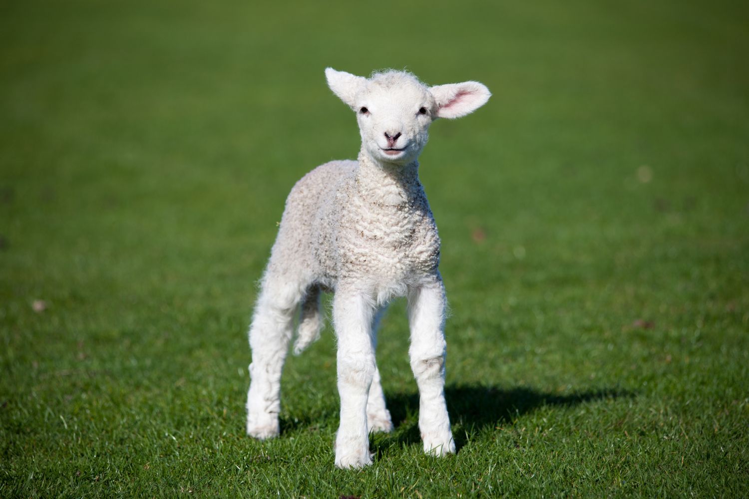Agneau - Guide des Aliments de A à Z - France Minéraux