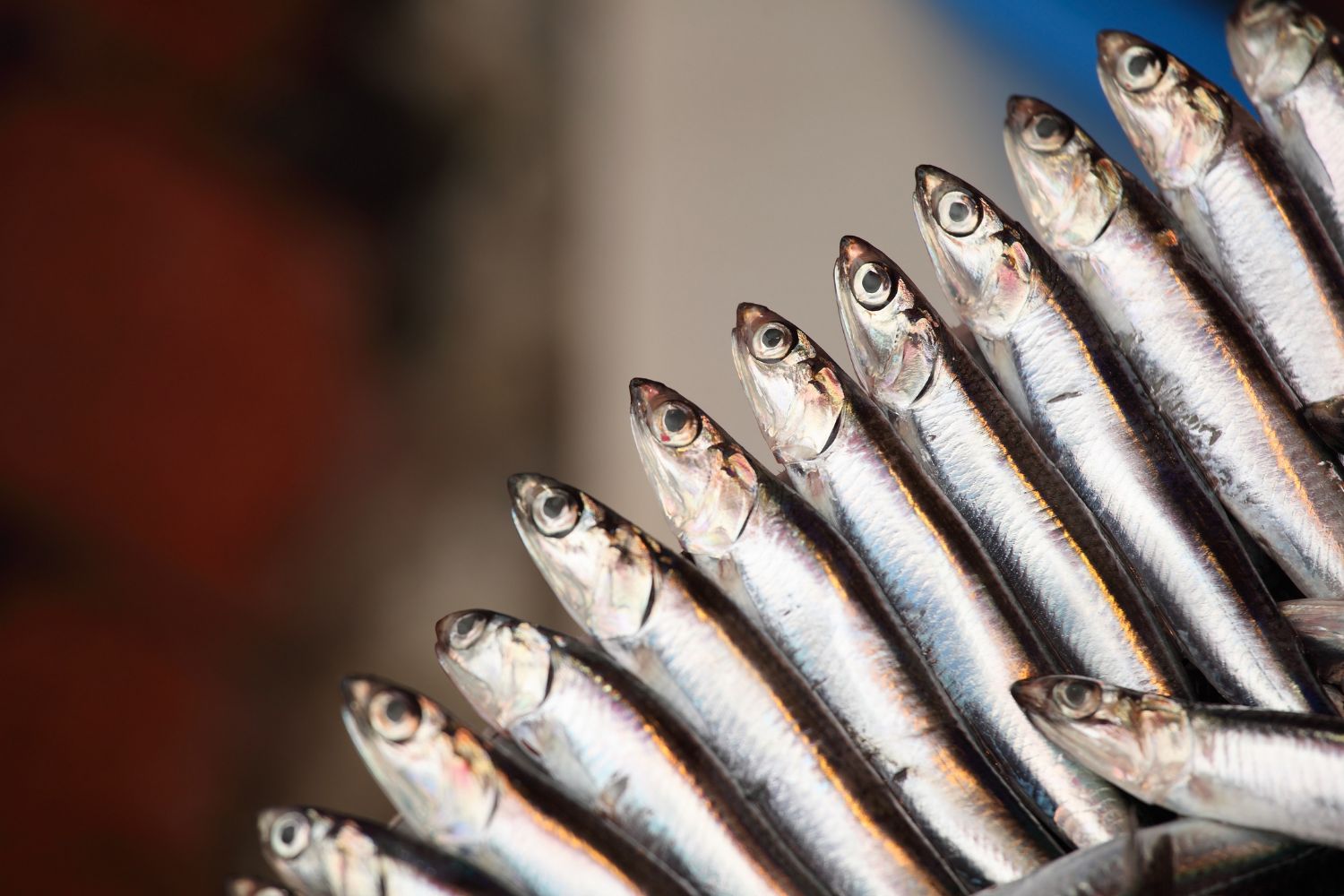 Anchois - Guide des Aliments de A à Z - France Minéraux