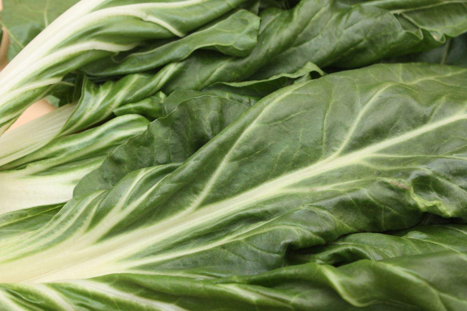 Blette - Guide des Aliments de A à Z - France Minéraux