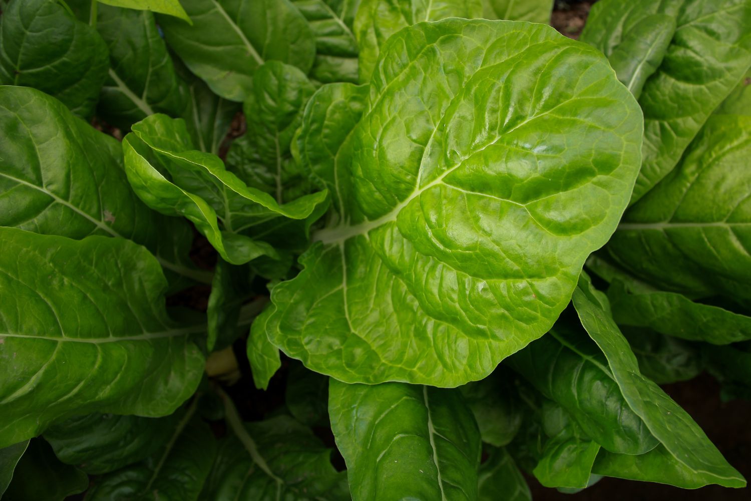 Blette - Guide des Aliments de A à Z - France Minéraux