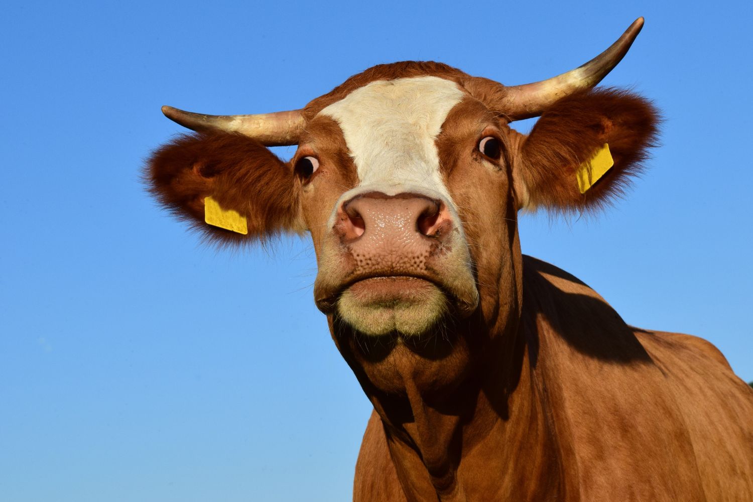 Boeuf - Guide des Aliments de A à Z - France Minéraux