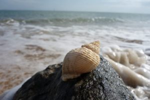 Bulot - Guide des Aliments de A à Z - France Minéraux