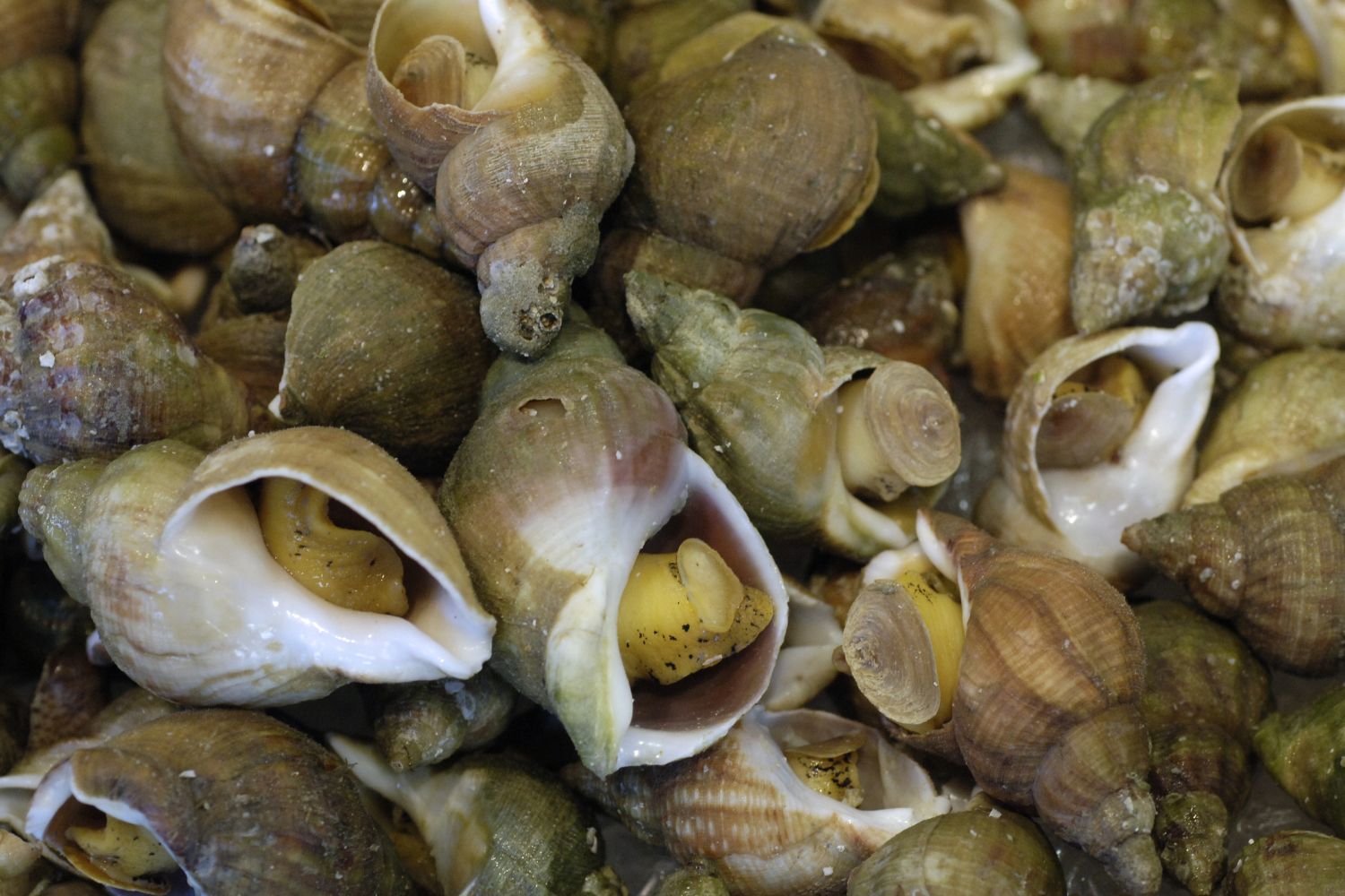 Bulot - Guide des Aliments de A à Z - France Minéraux