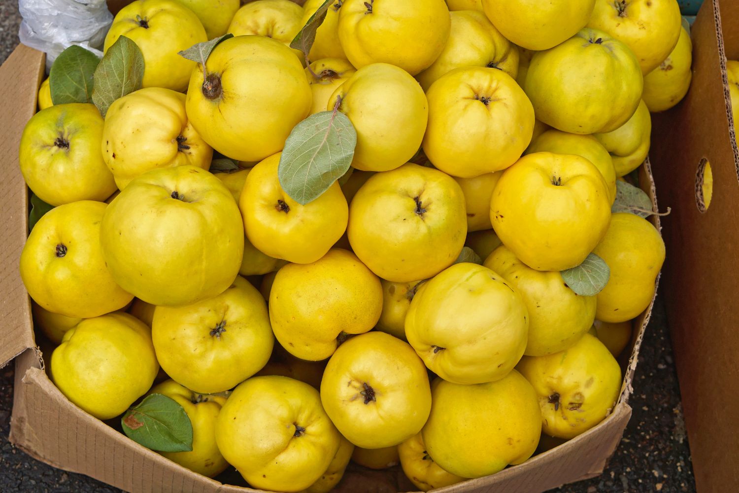 Coing - Guide des Aliments de A à Z - France Minéraux