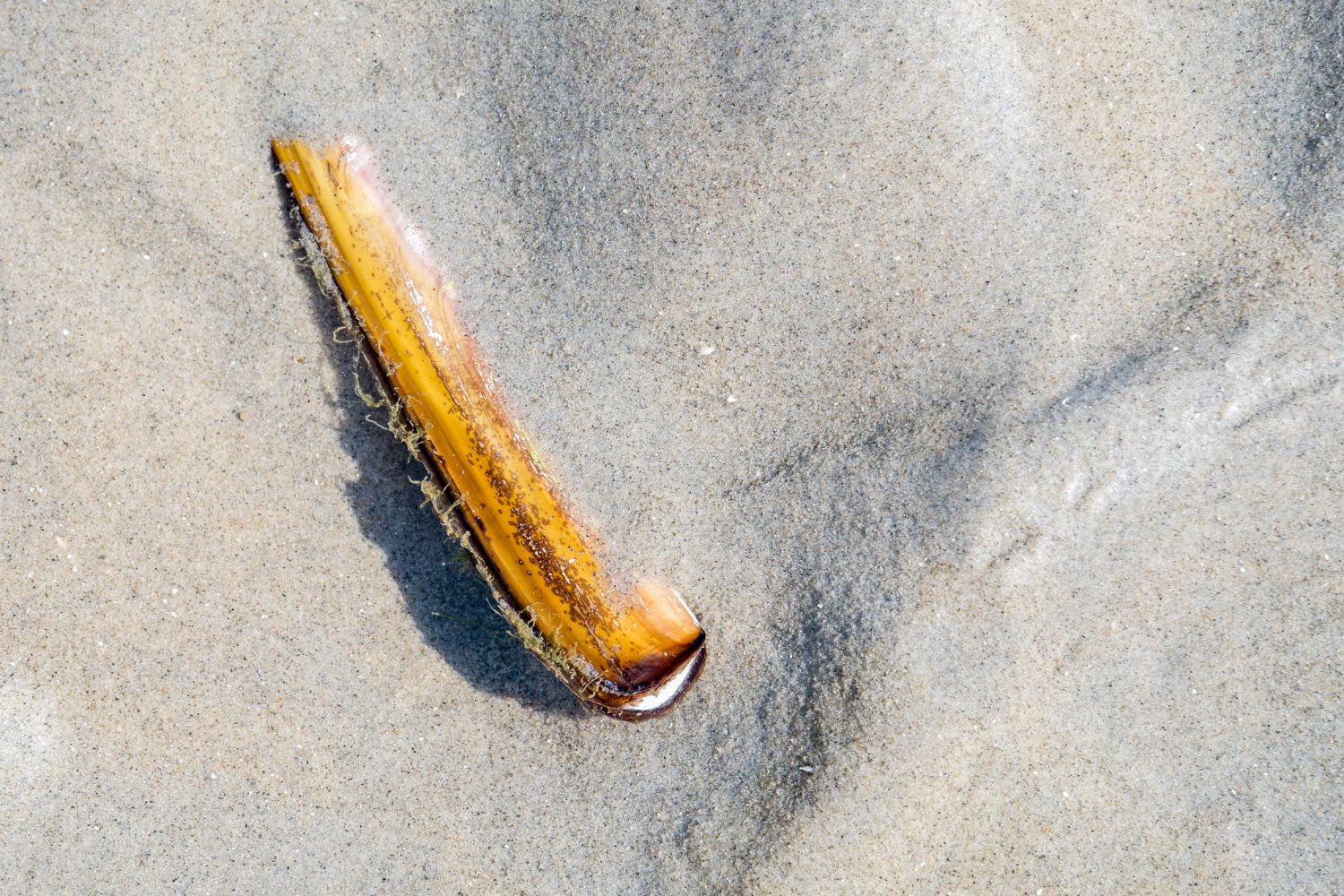Couteau de mer - Guide des Aliments de A à Z - France Minéraux