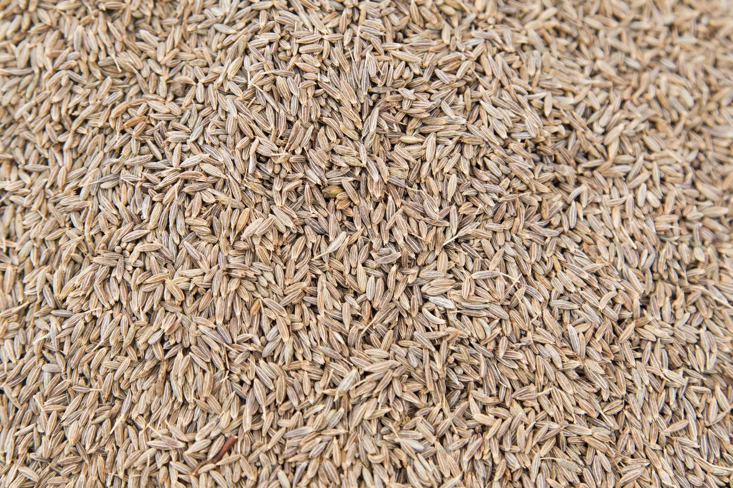 Cumin - Guide des Aliments de A à Z - France Minéraux