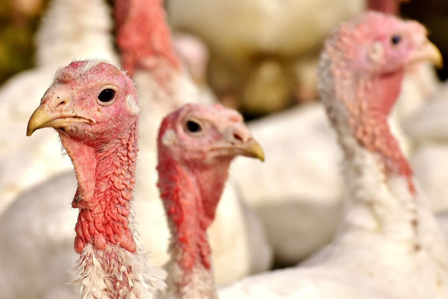 Dinde - Guide des Aliments de A à Z - France Minéraux