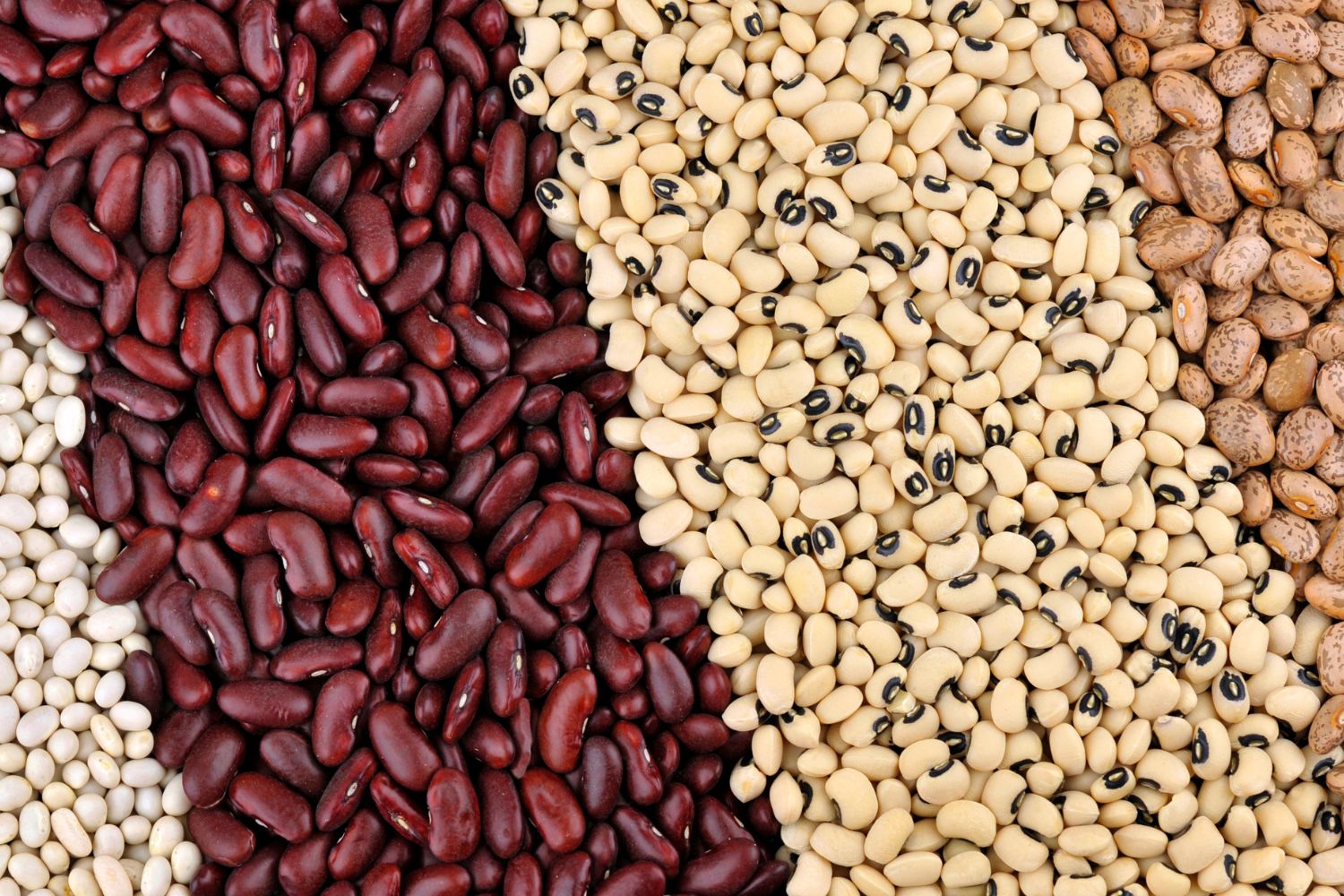 Haricots secs - Guide des Aliments de A à Z - France Minéraux