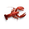 Homard - Guide des Aliments de A à Z - France Minéraux