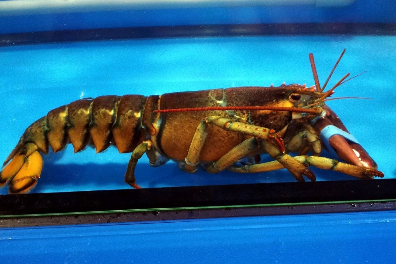 Homard - Guide des Aliments de A à Z - France Minéraux