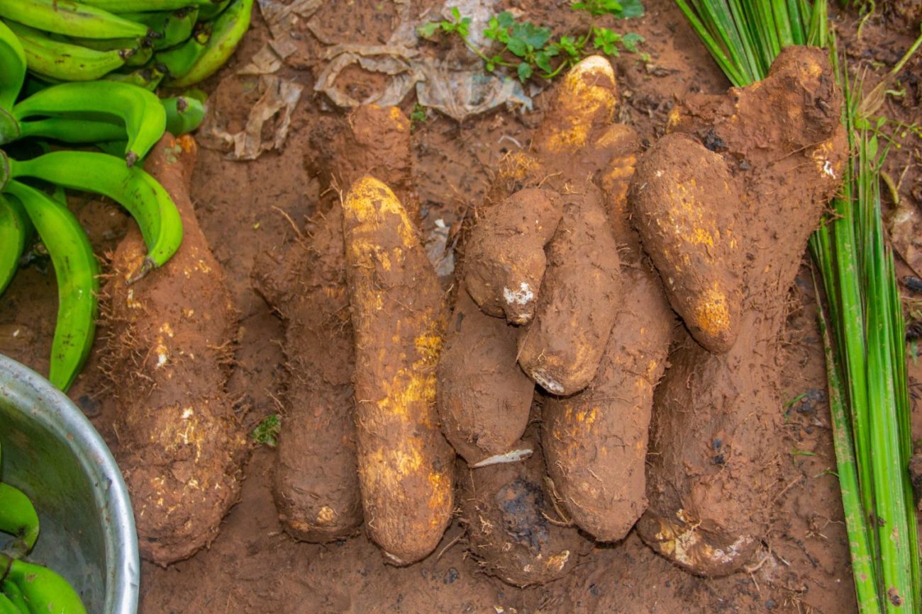 Igname - Guide des Aliments de A à Z - France Minéraux